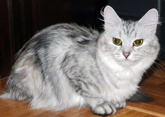 Siberian Cats Photo Gallery — Siberian Beauty Cattery