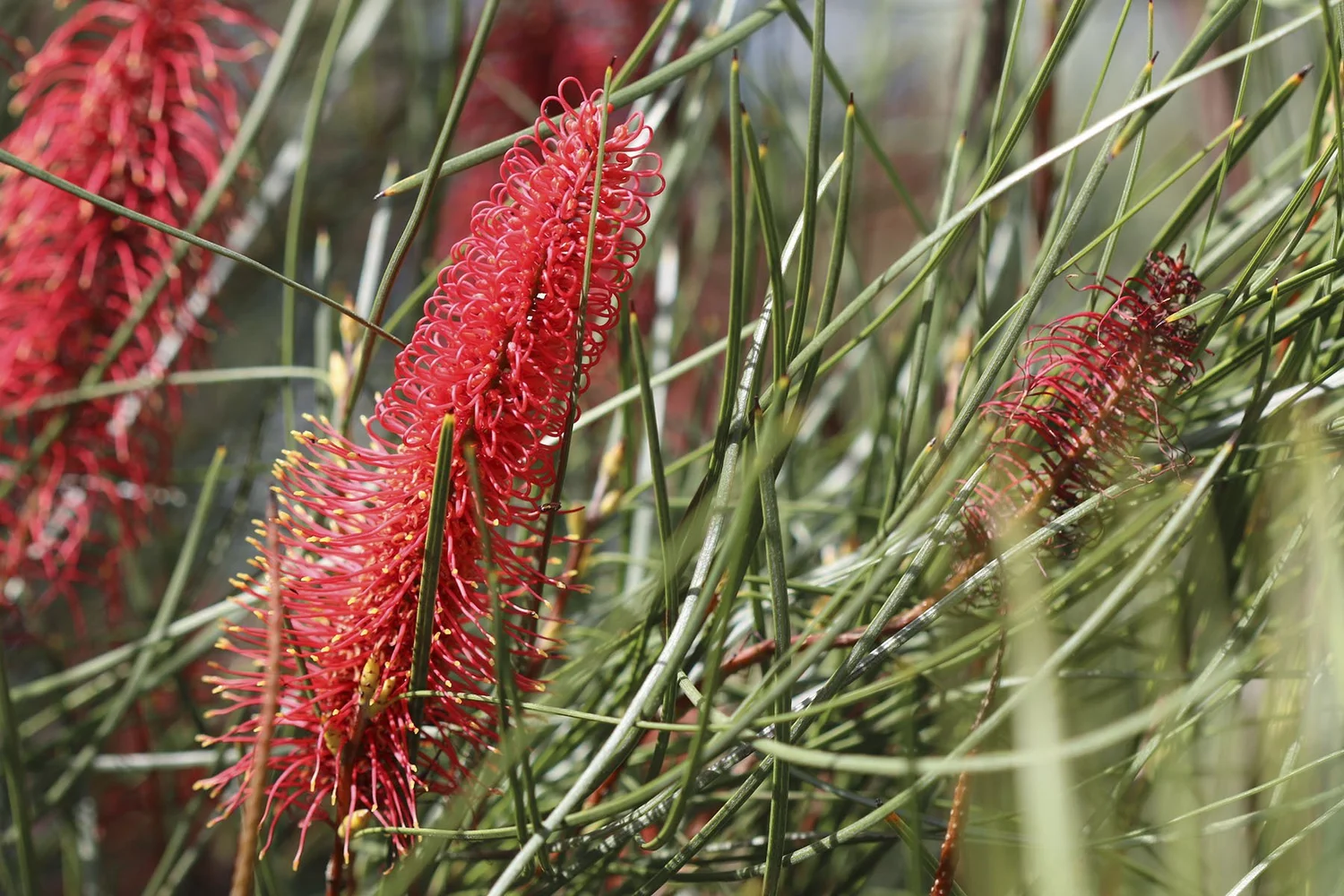Red Pokers — Adam Robinson Design