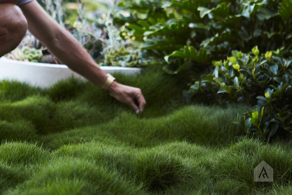 No-Mow Grass — Adam Robinson Design