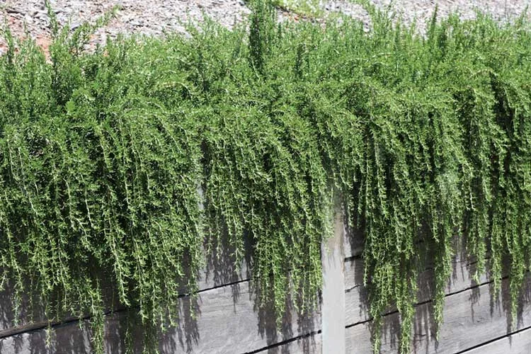 Begonia ‘Fireworks’ — Adam Robinson Design