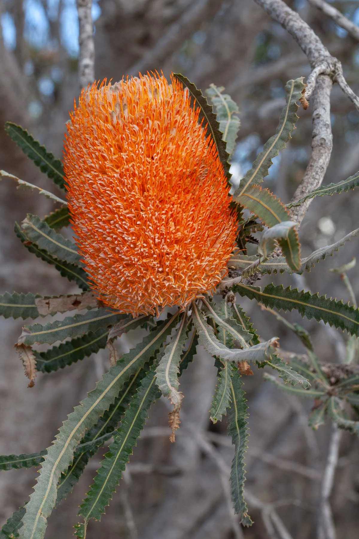 PLANT OF THE MONTH - The Euphorbia ‘Cowboy’ — Adam Robinson Design