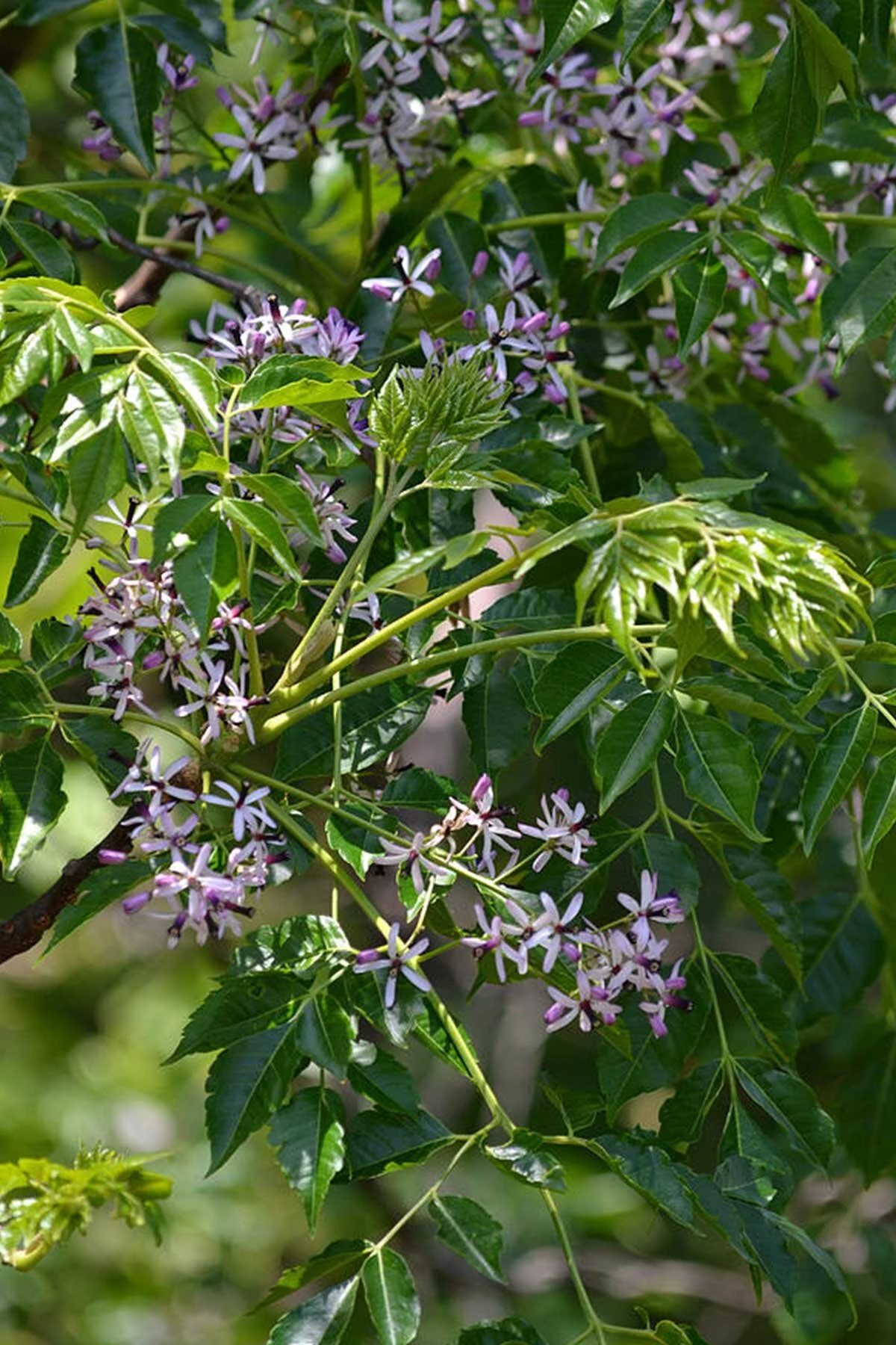 PLANT OF THE MONTH - The ‘Japanese Windflower’ — Adam Robinson Design