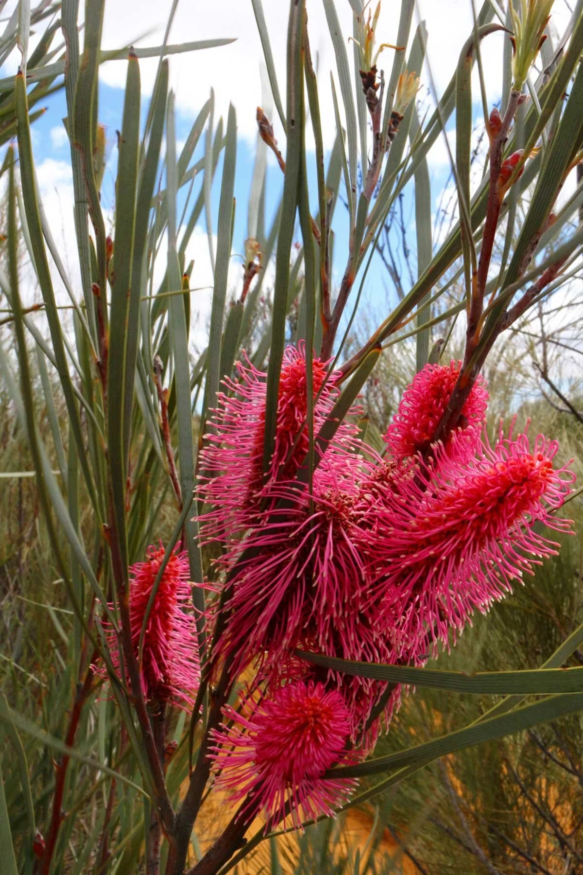 Australian Endangered Plant — Adam Robinson Design