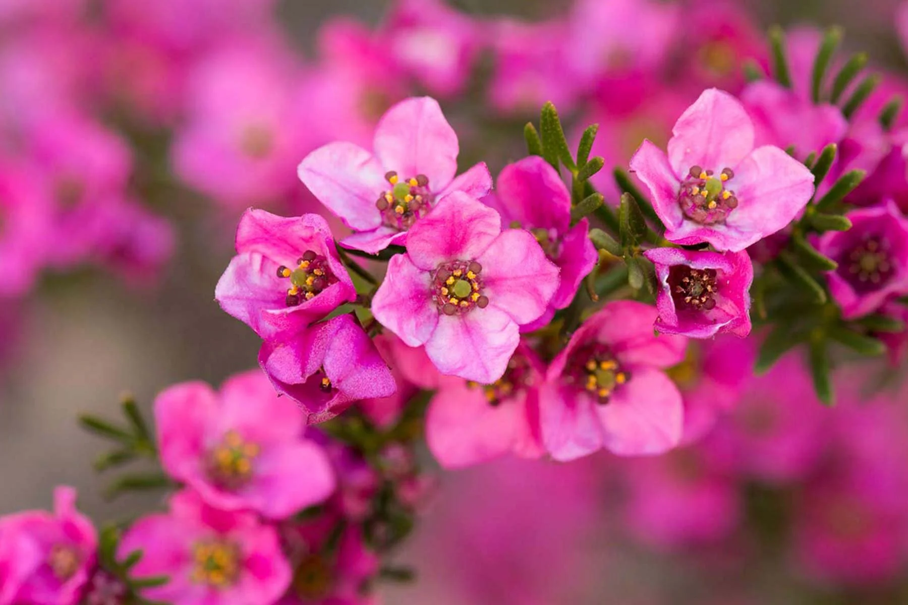 Blog: Featured Plants — Adam Robinson Design