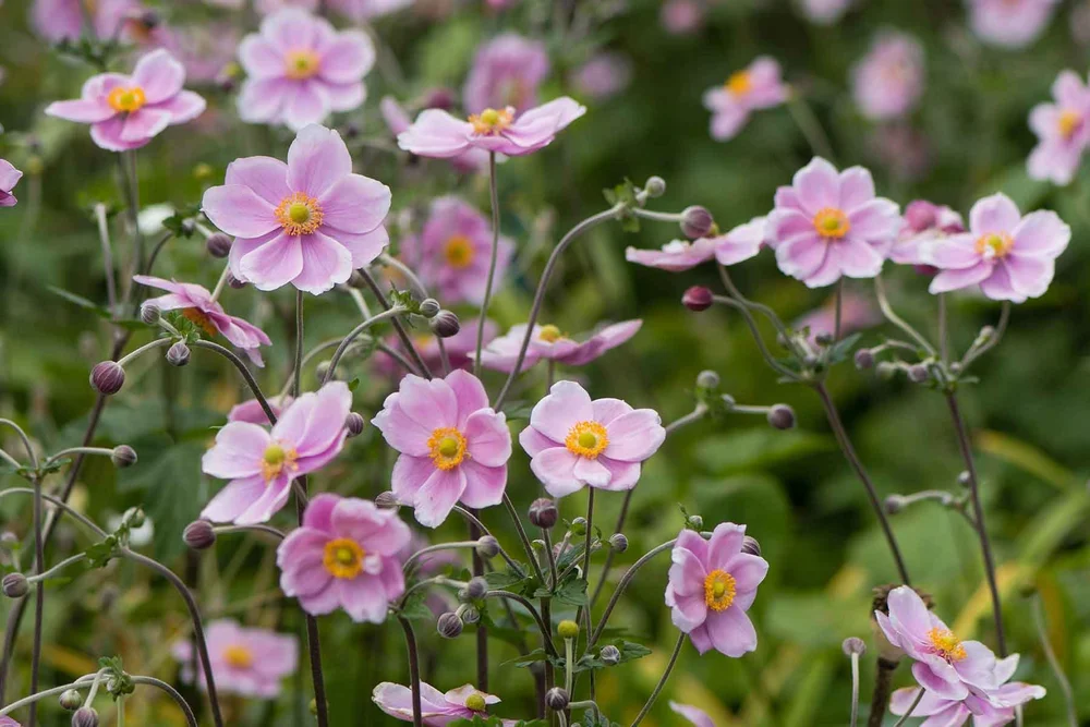 The Japanese Windflower — Adam Robinson Design