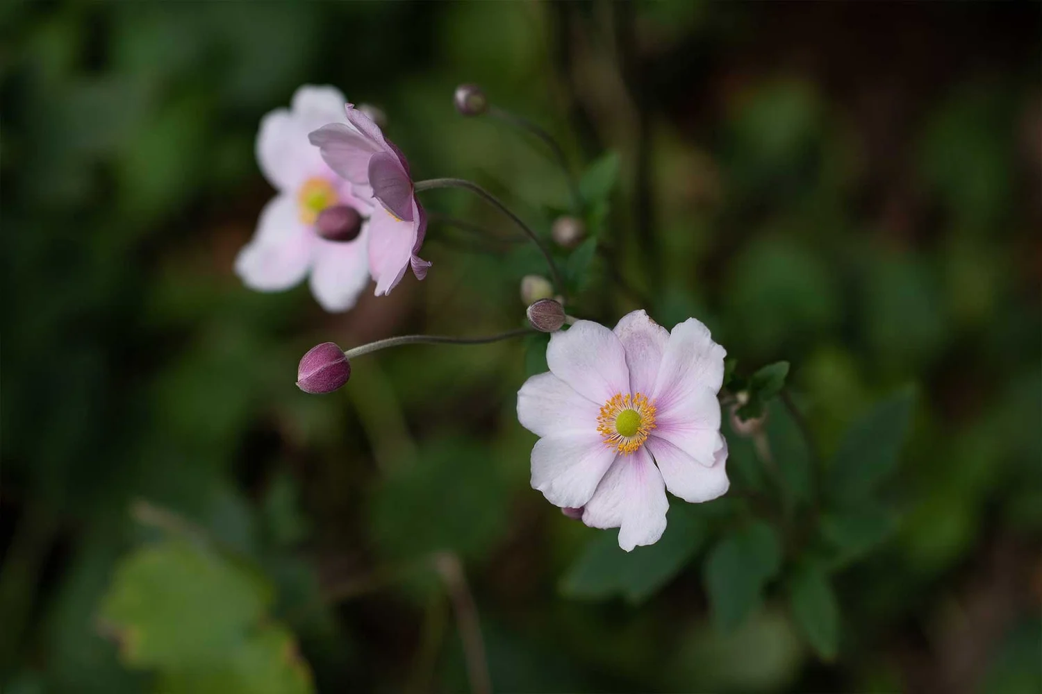 PLANT OF THE MONTH - The ‘Japanese Windflower’ — Adam Robinson Design