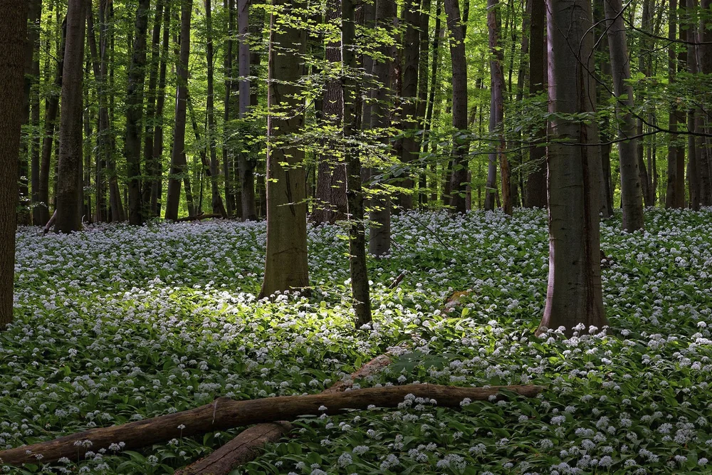 Great Plants for Under Trees — Adam Robinson Design