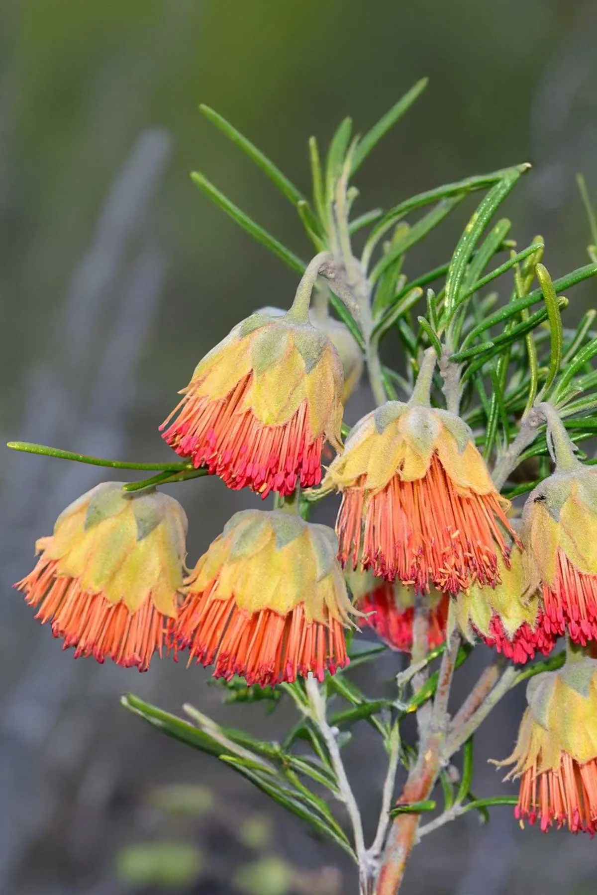 Yanchep Rose — Adam Robinson Design