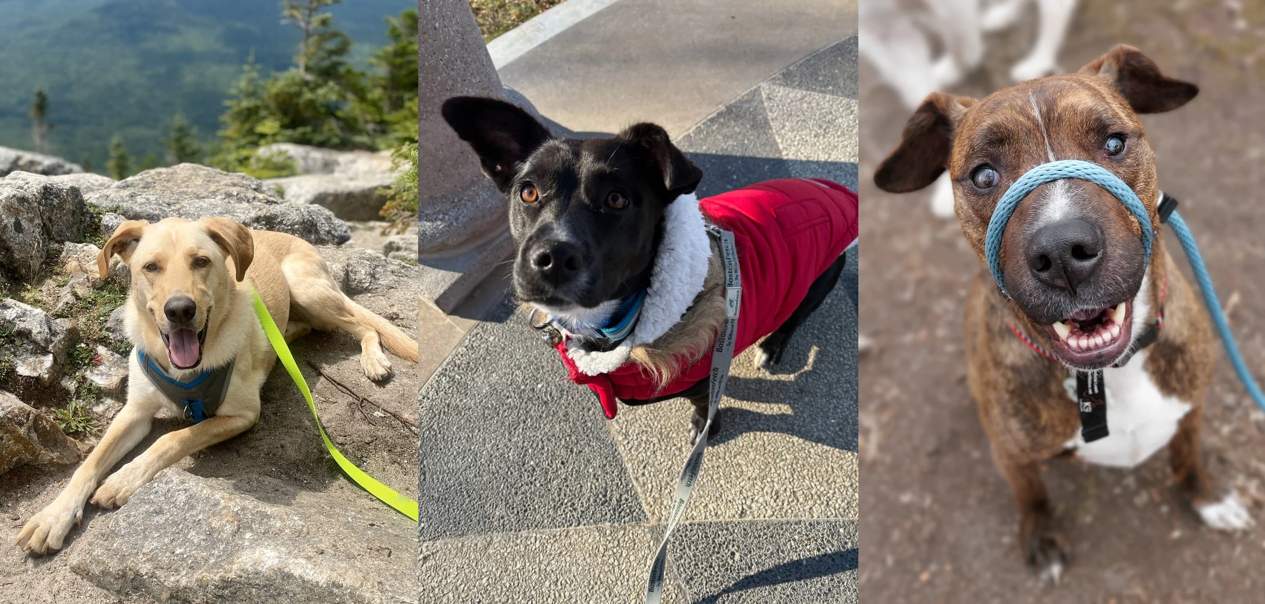 Last Hope K9 Rescue Adoption Events - Give a pup a new home! — Boston Fetch