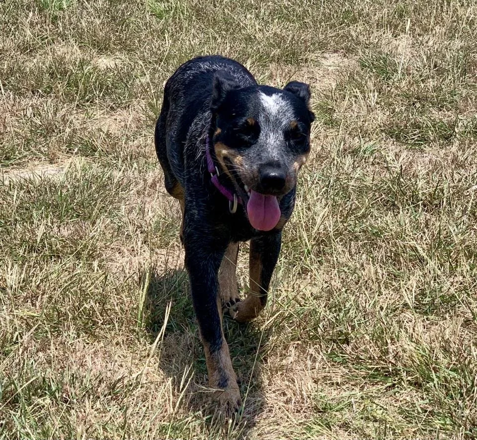 Current Year Adoptions! — Association for Pet Adoption