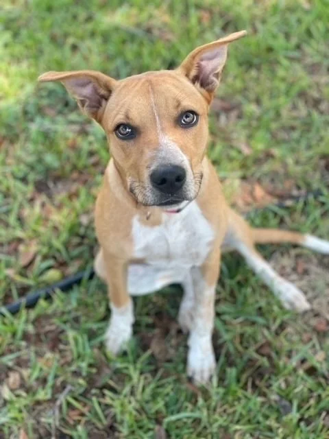 Association for Pet Adoption