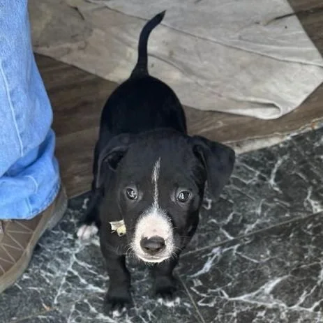 Association for Pet Adoption