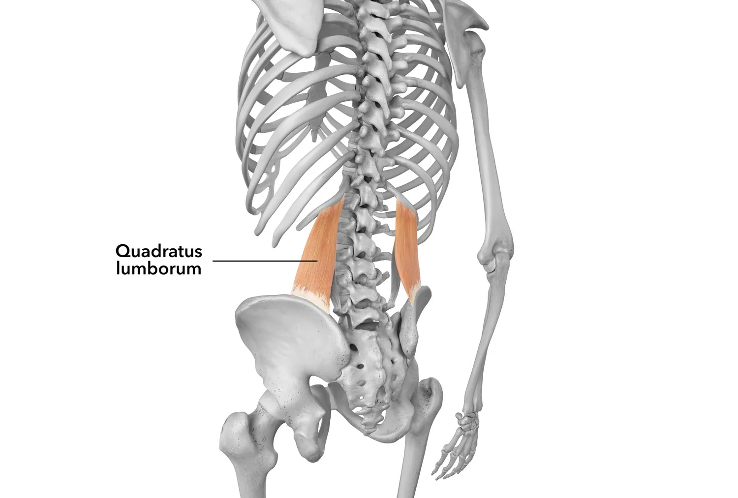 Injury Prevention: Targeting the QL (Lower Back Discomfort) — Personal ...