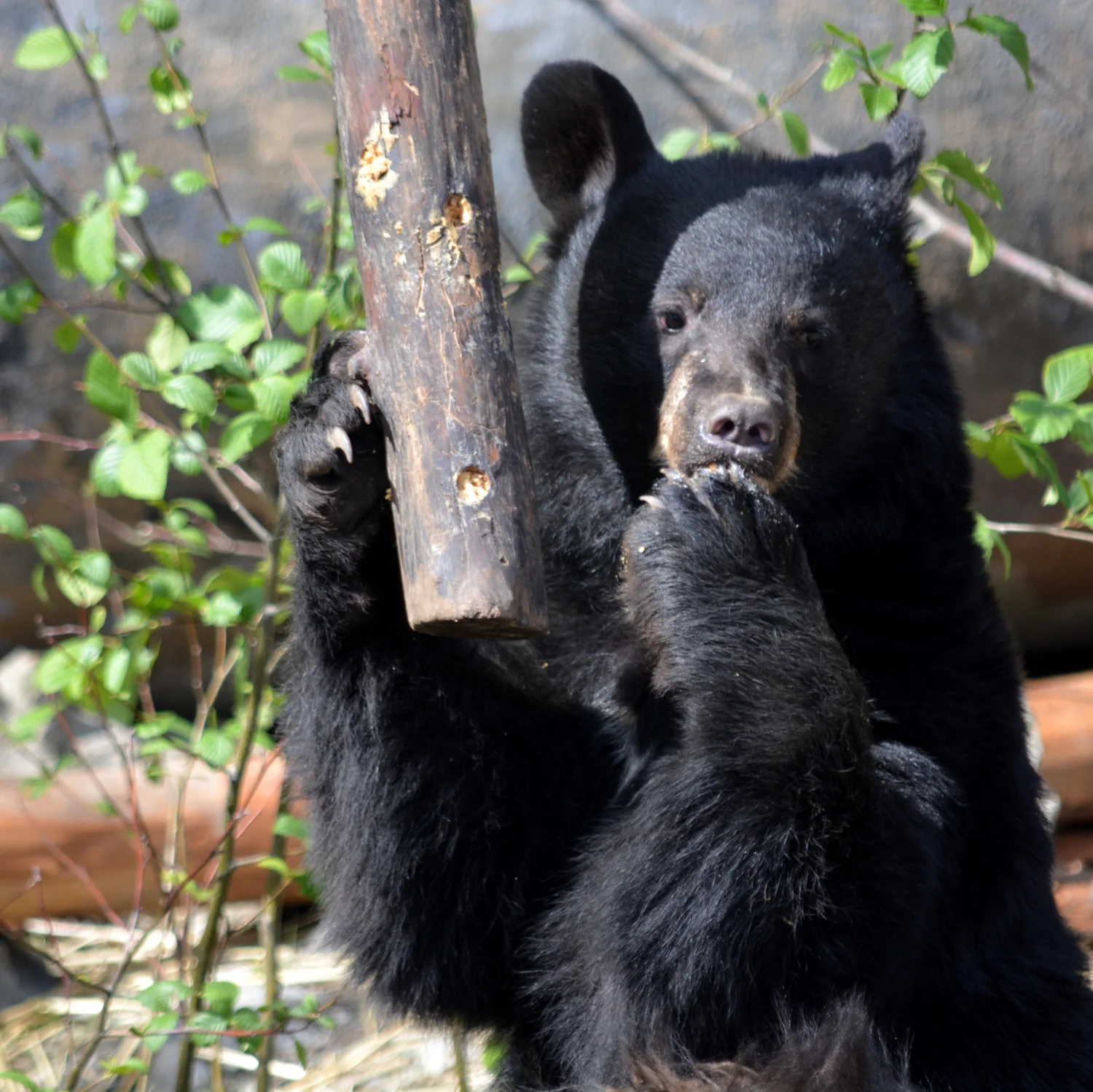 The Bears — Fortress of the Bear