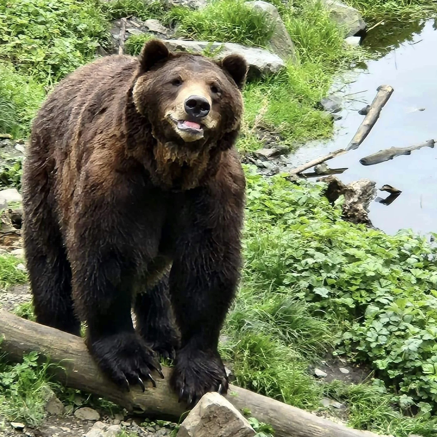 Fortress of the Bear