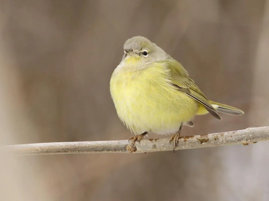 Orange-crowned Warbler — Friends of Woodland Park
