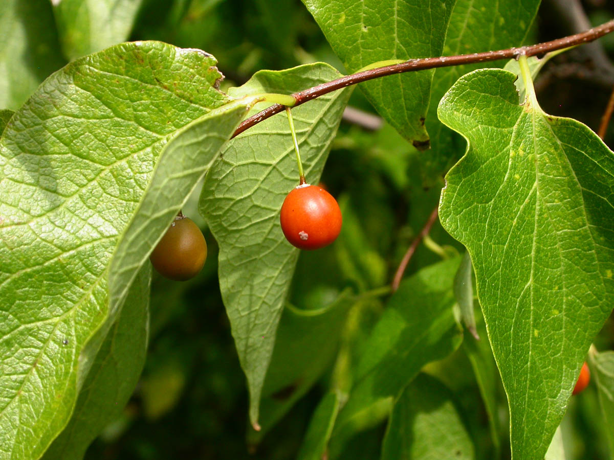 Sugarberry — Friends of Woodland Park