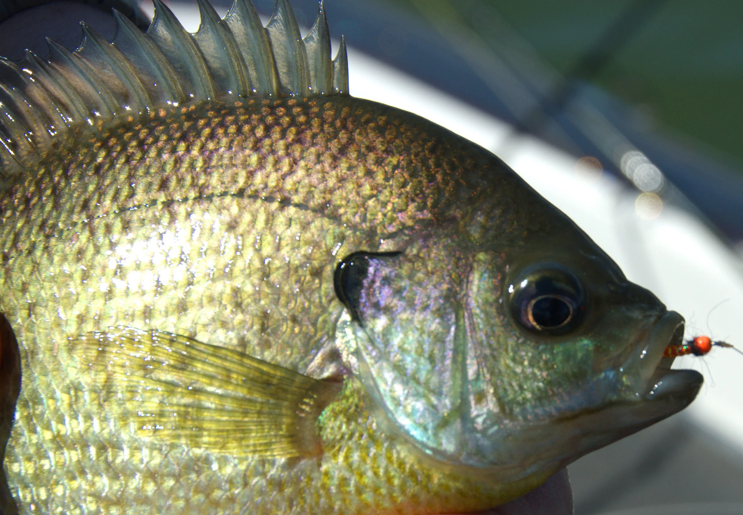 Bluegill Fry