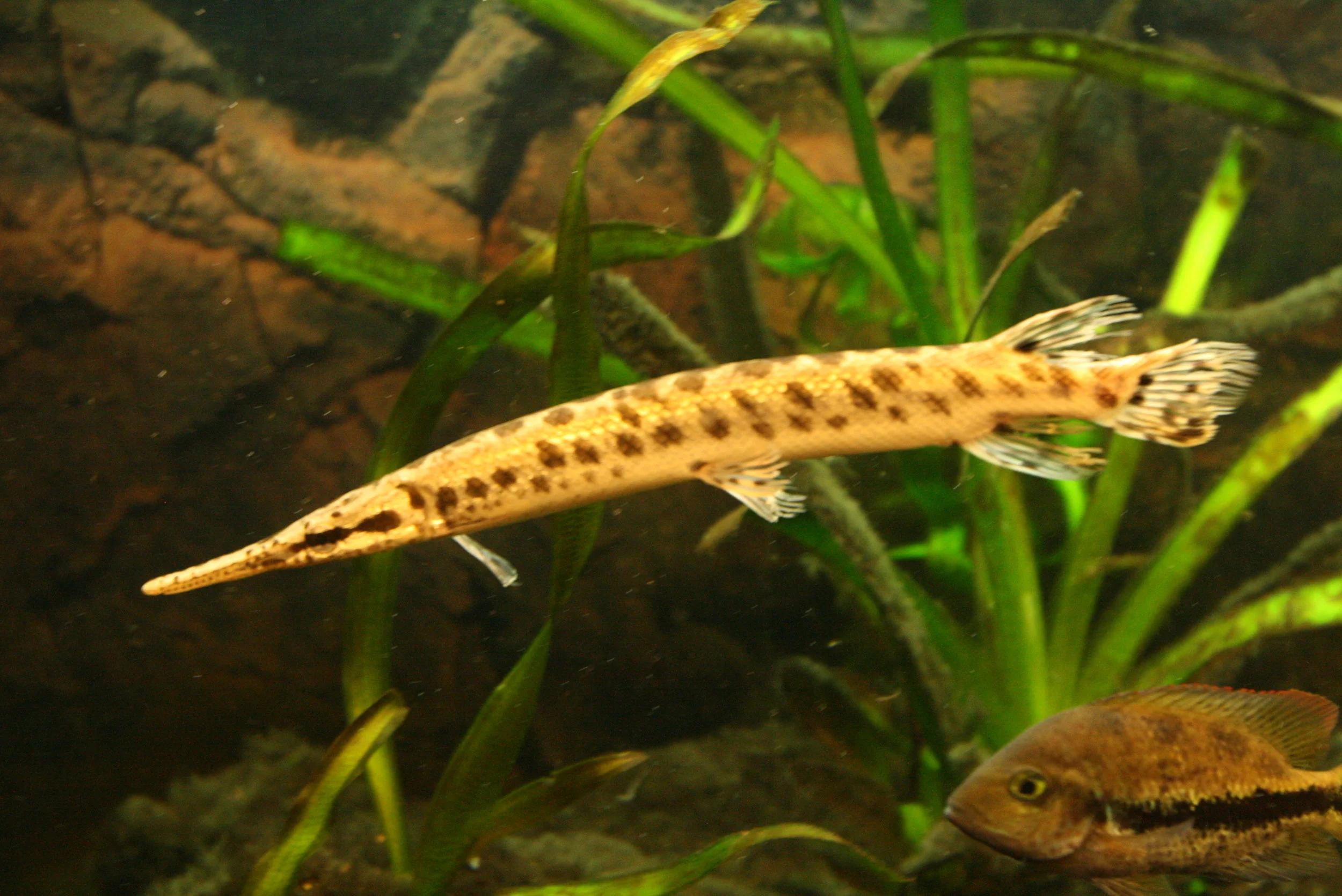 Spotted Gar — Friends of Woodland Park