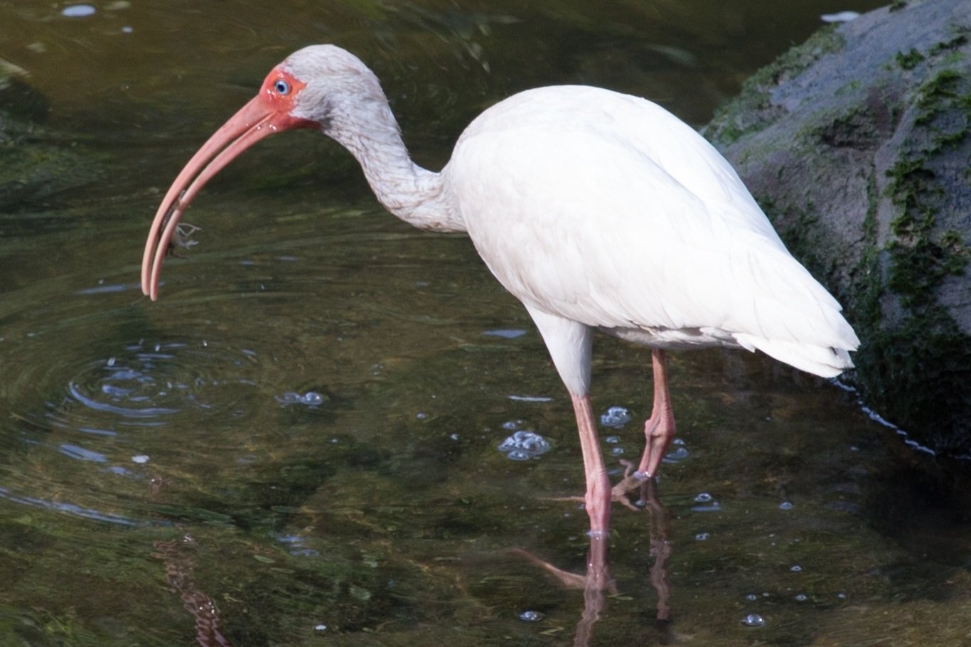 Friends of Woodland Park - Houston, Texas