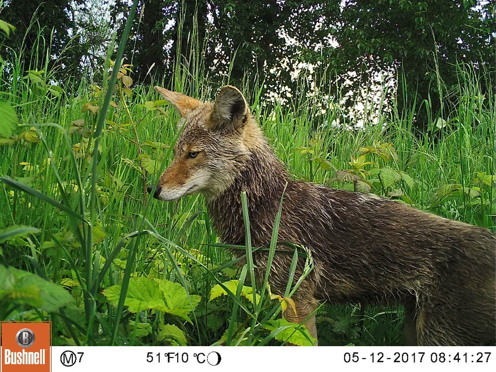 Research — Prugh Lab