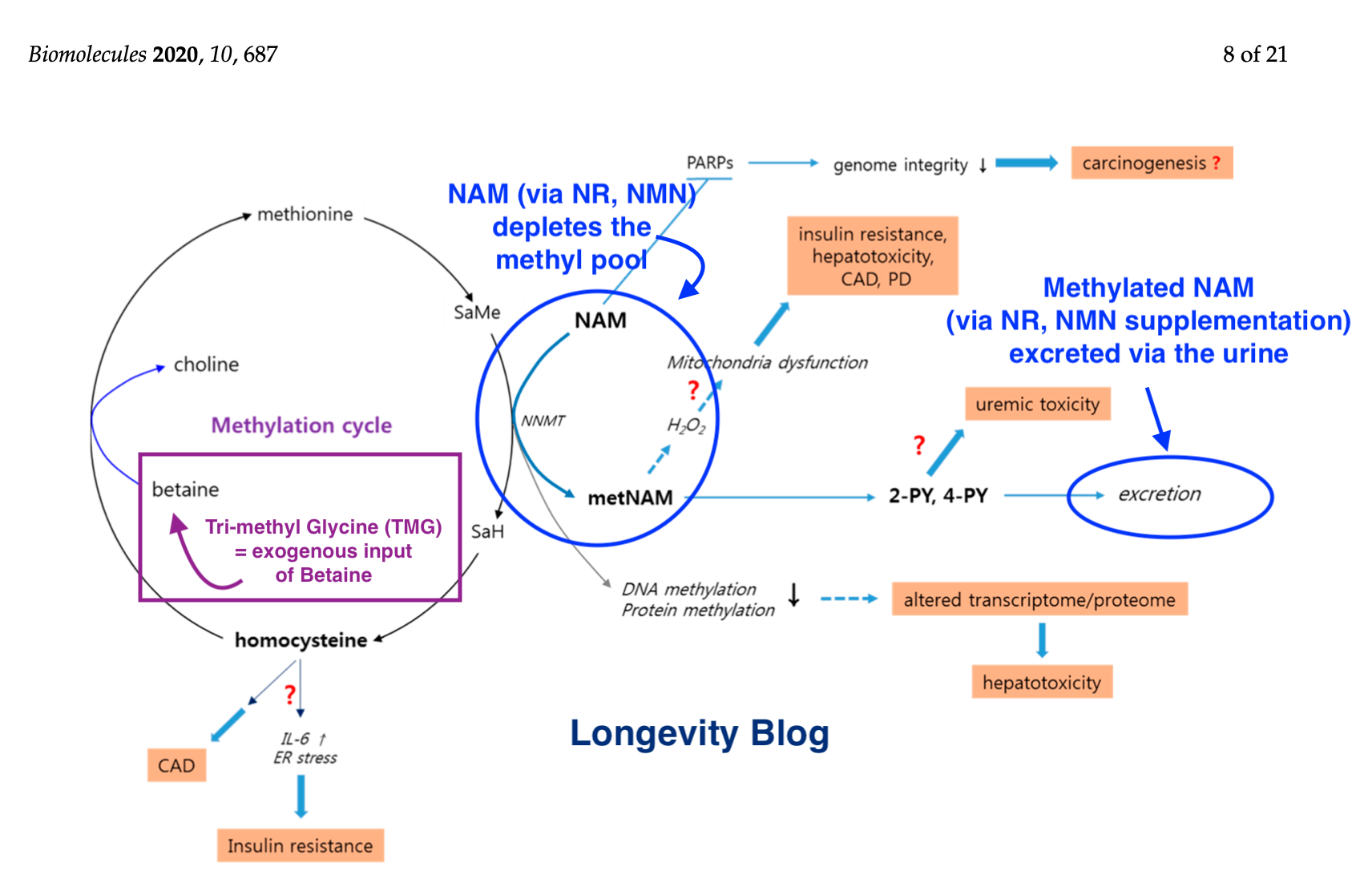 NMN Nicotinamide Mononucleotide - Take it Safely — nickengerer.org