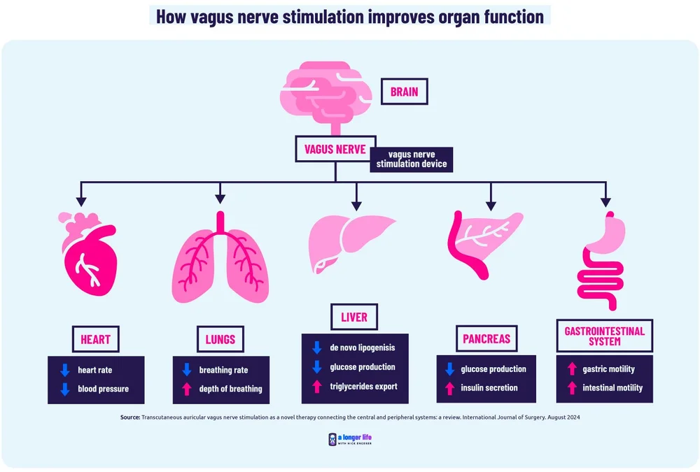 Does Pulsetto work? Yawn. It put us to sleep — nickengerer.org
