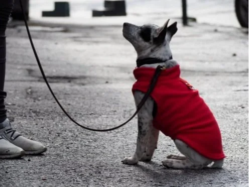 PumpkinPups Dog TrainingPumpkinPups Dog Training