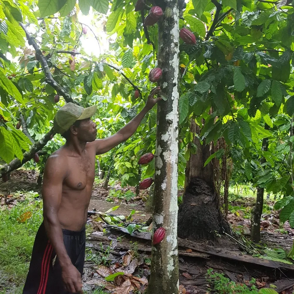 Our ethical supply chain — Jessica Pedemont - Chocolate Artisan