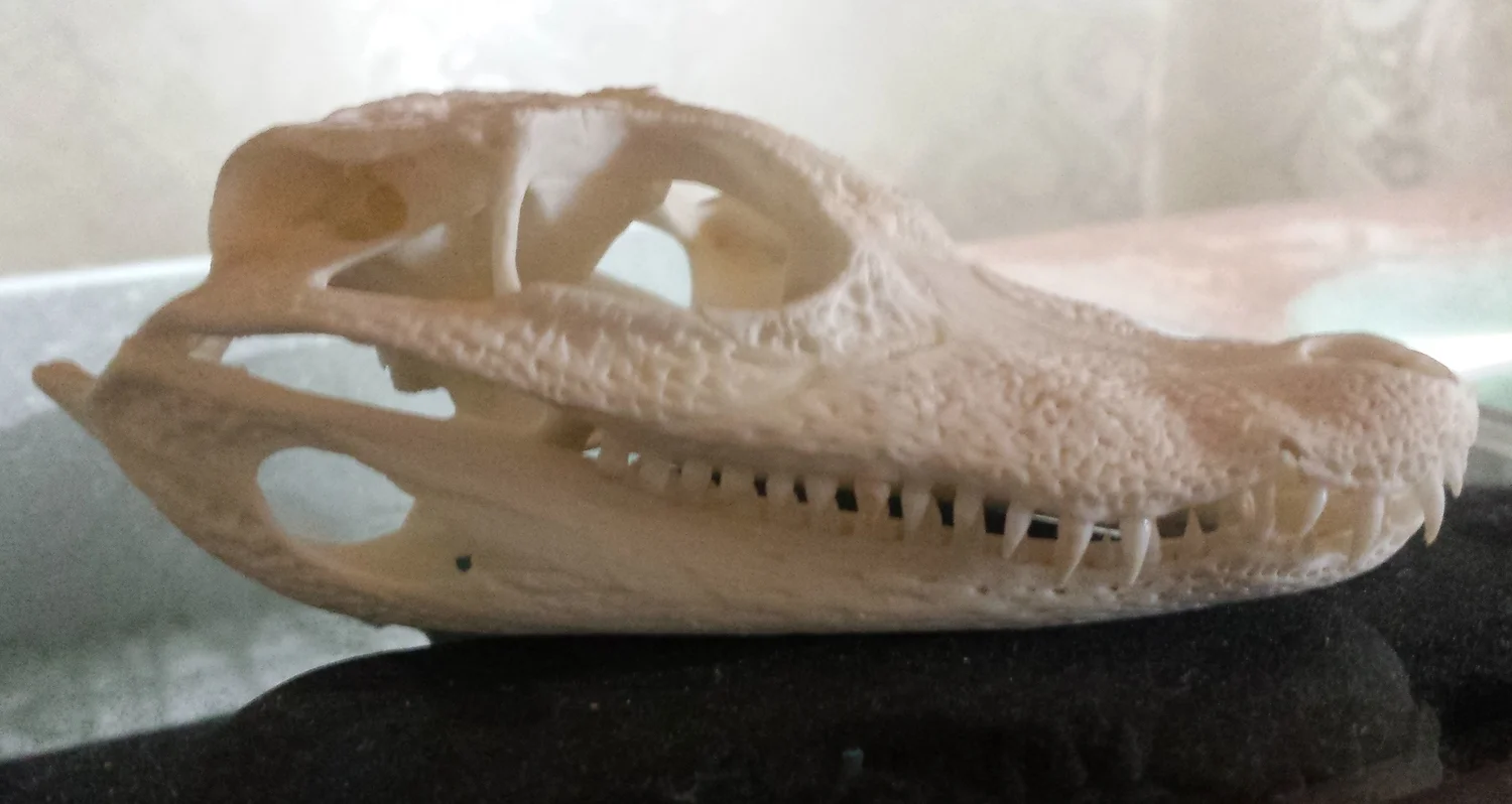 Canadian Animal Skulls