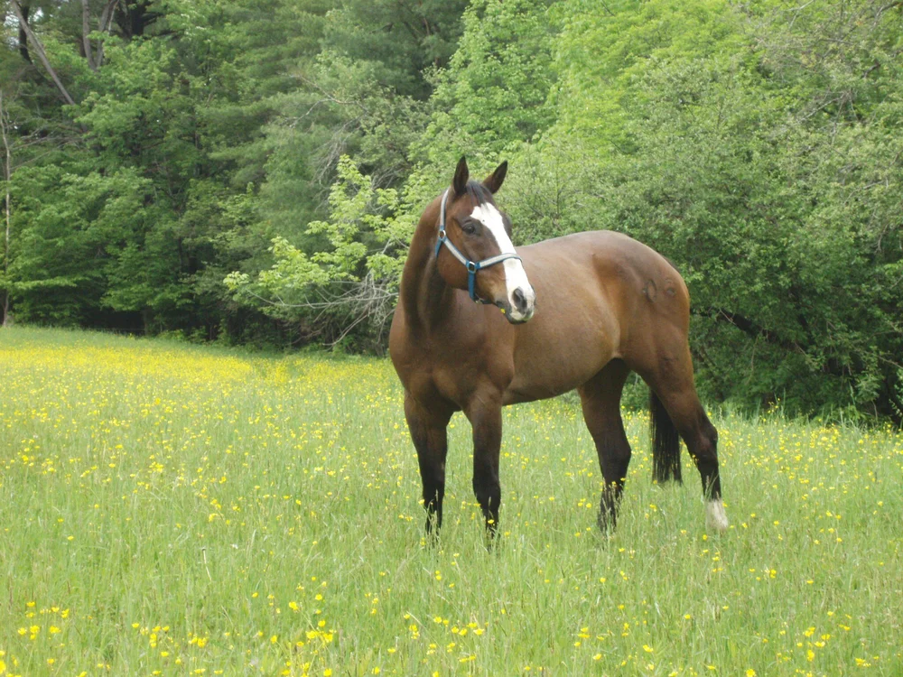 Dawn's May: Equine Therapy - Therapy Horses for Individuals With ...