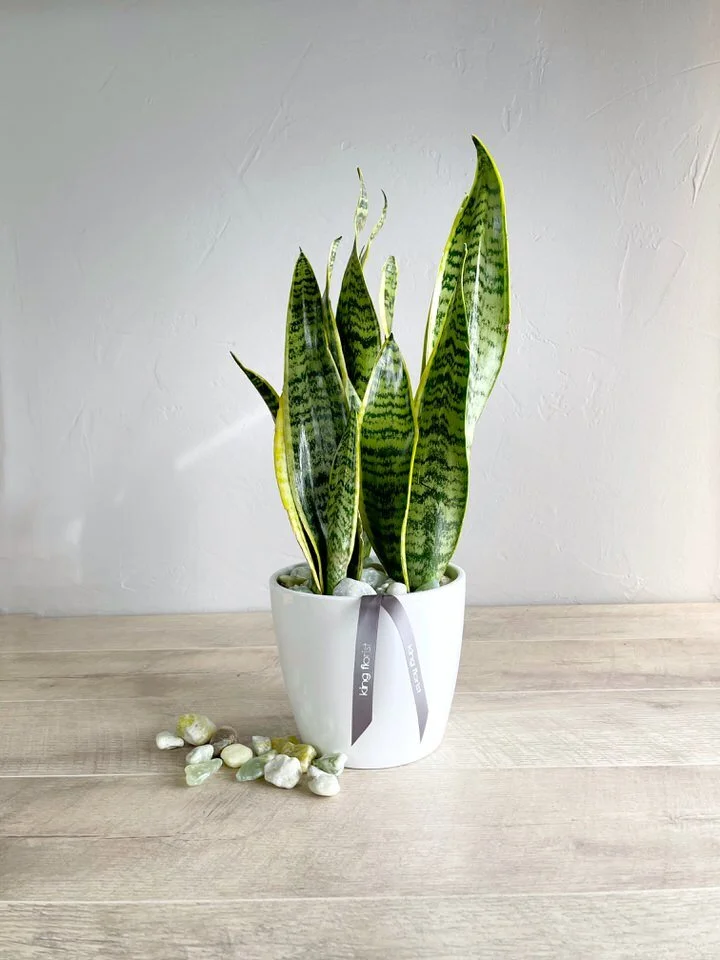 King Florist | Best florist in Austin | Flowers Delivered Same Day