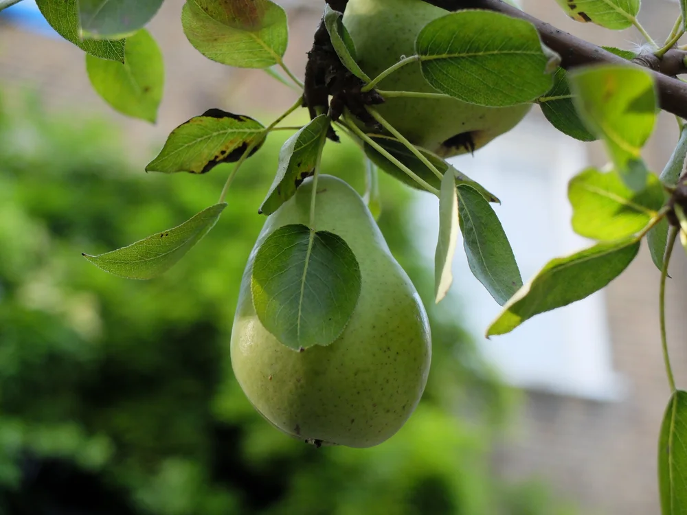 North London gardening ideas blog — Living Gardens