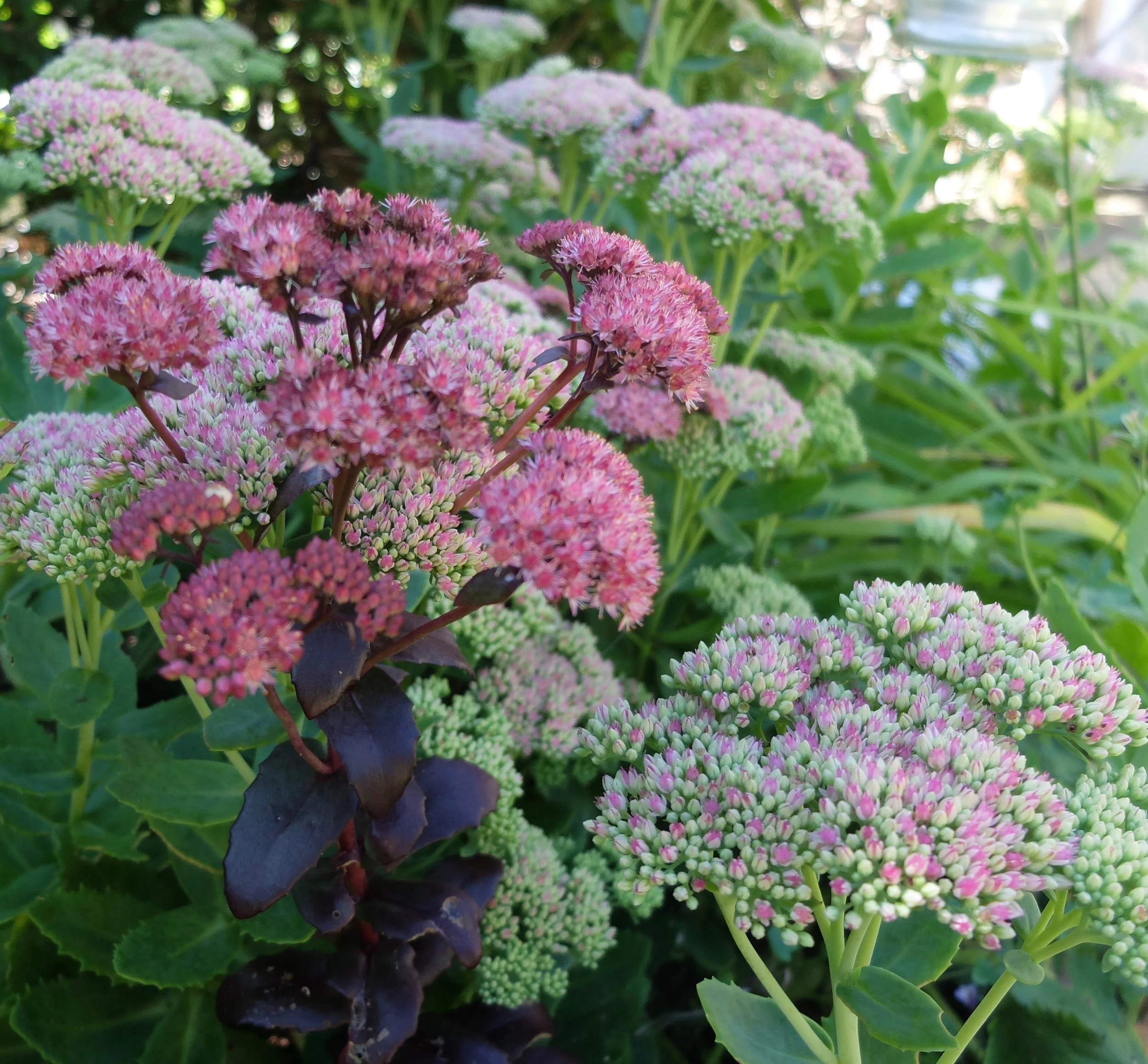 North London gardening ideas blog — Living Gardens