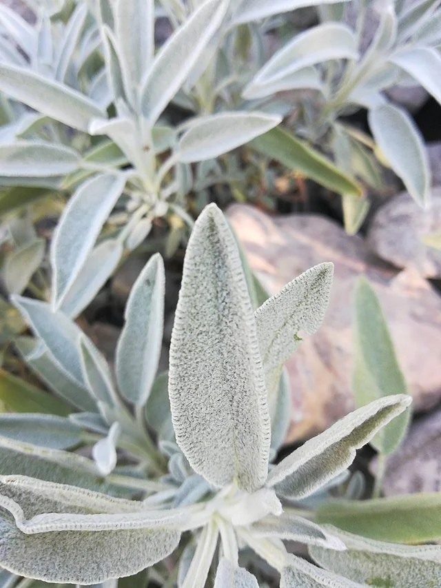 North London gardening ideas blog — Living Gardens