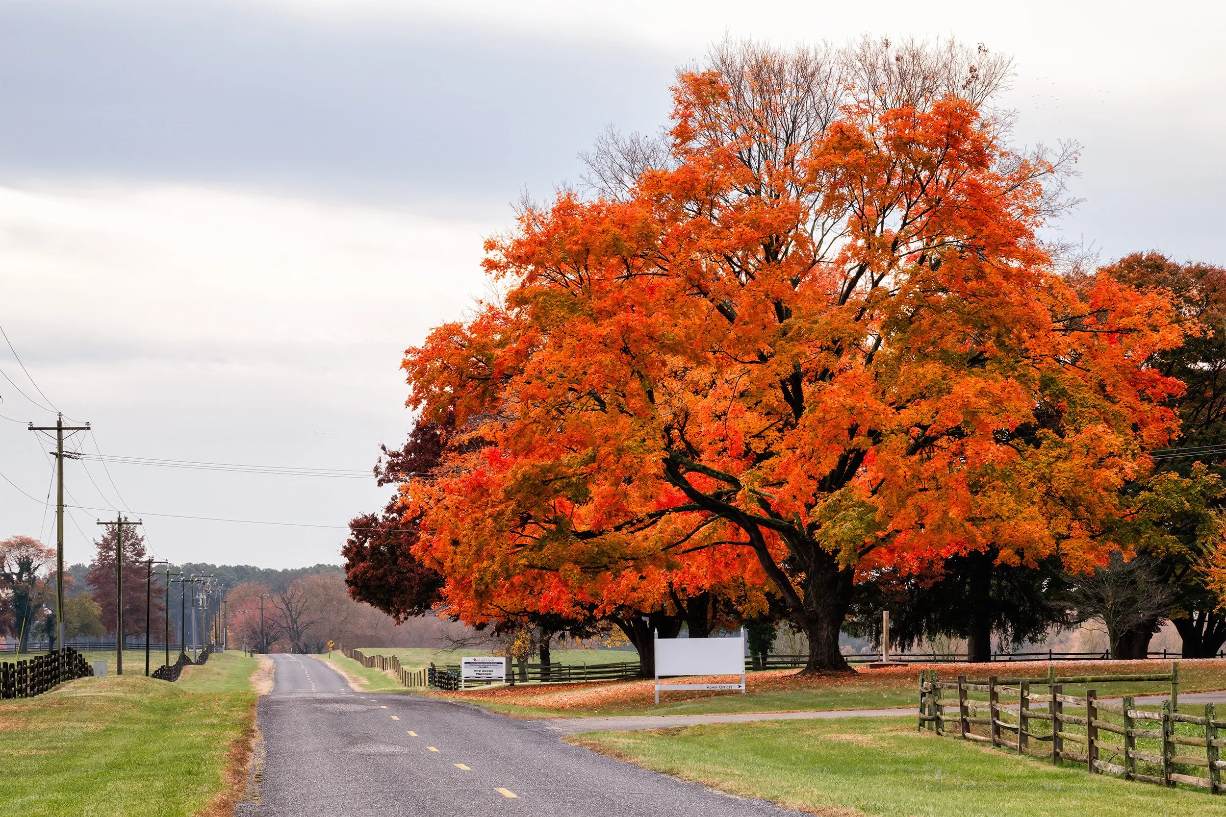 Fall Foliage - Eastern Shore — LEE GOODWIN PHOTOGRAPHY