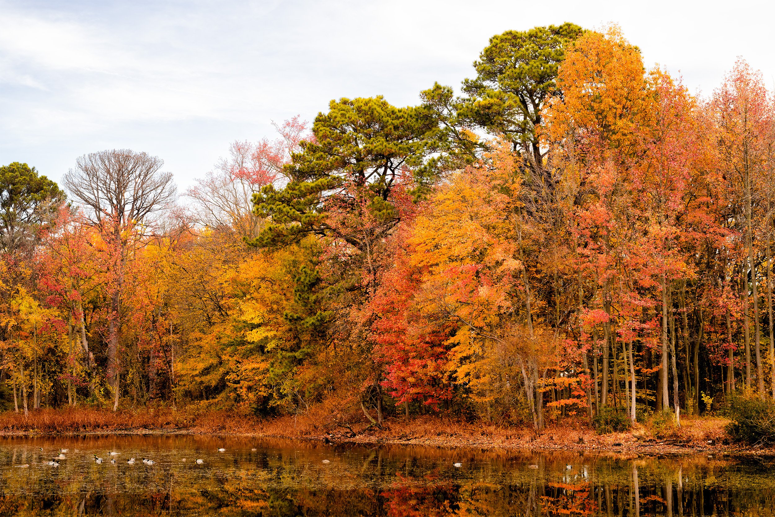 Fall Foliage - Eastern Shore — LEE GOODWIN PHOTOGRAPHY