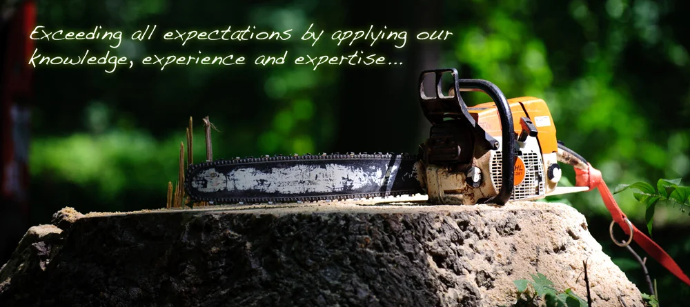 Lindsay Tree Removal