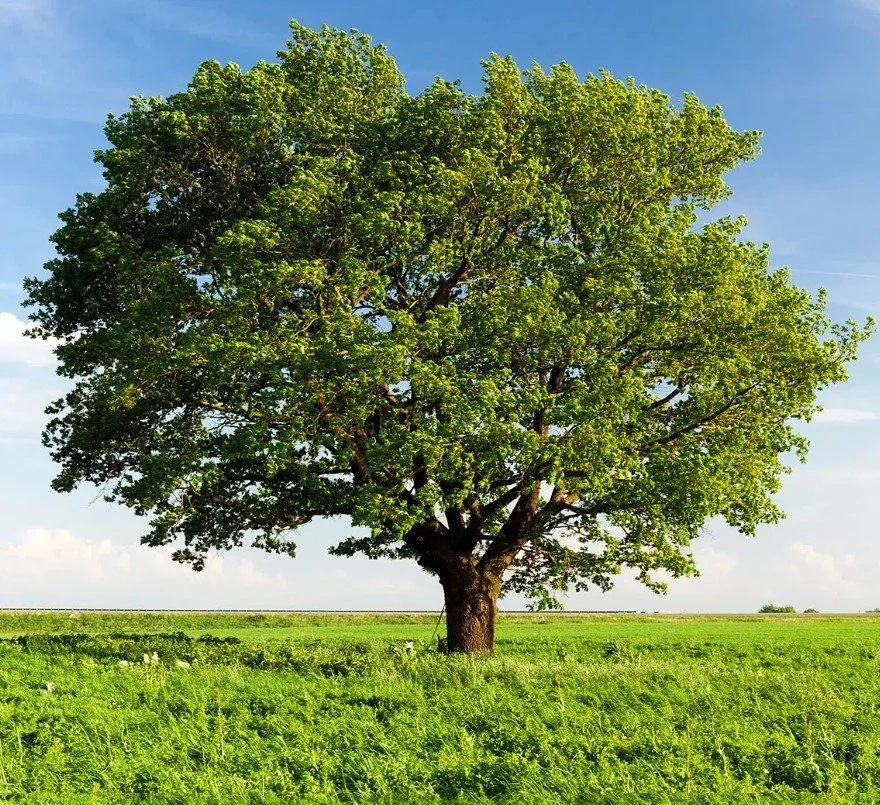 About Us — Lindsay Tree Removal