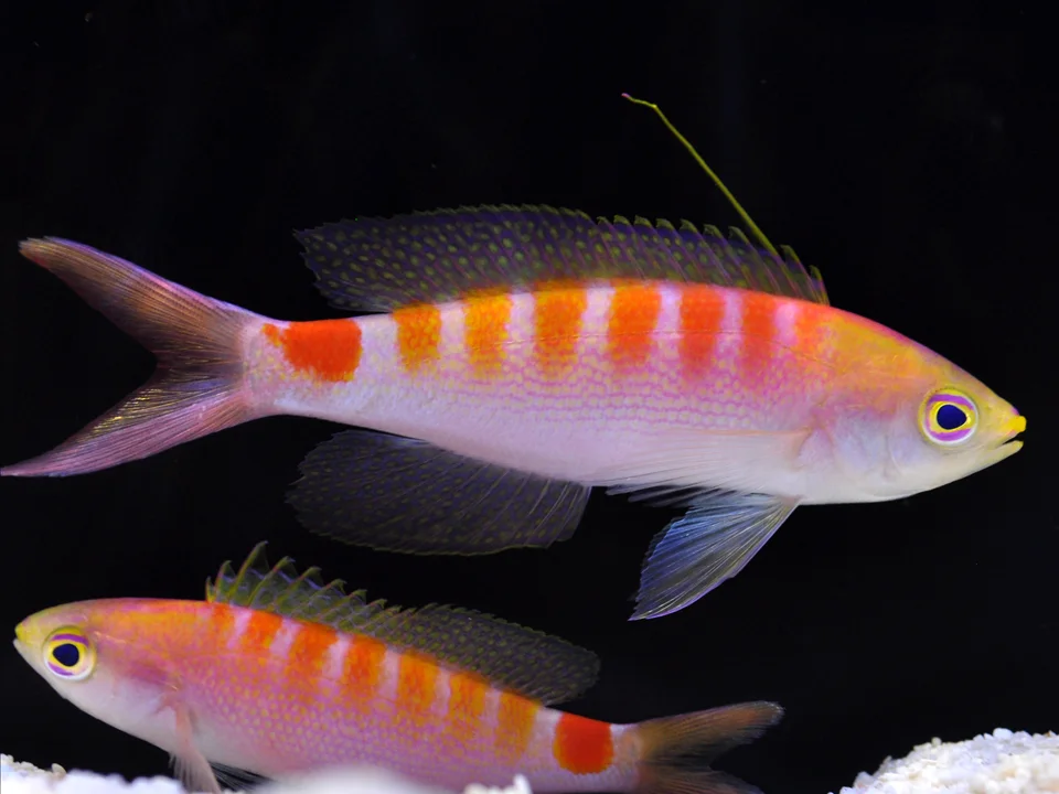 AFNC TEAM DISCOVERS NEW SPECIES OF ANTHIAS — AQUARIUM FISH NOUVELLE ...