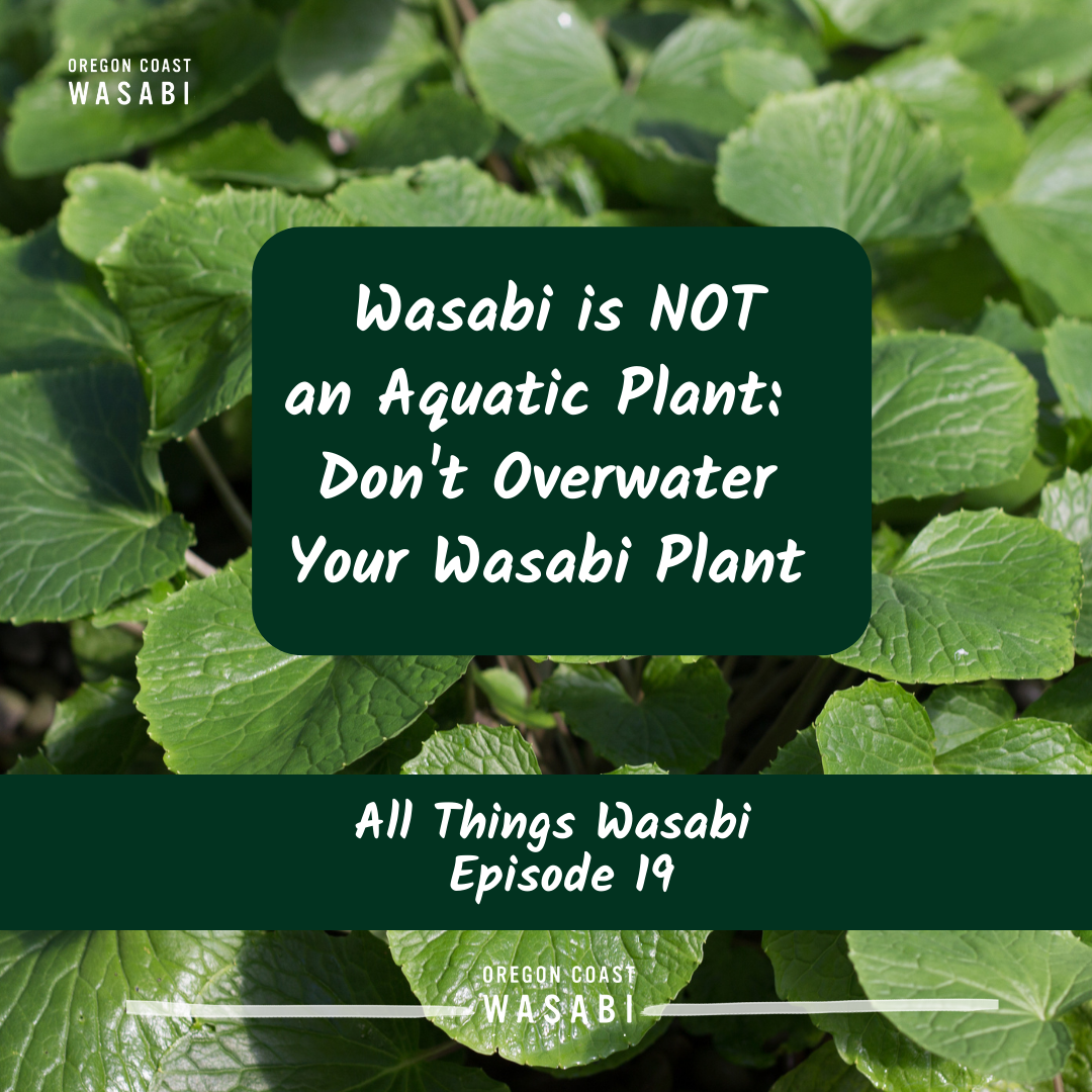 ARTICLES AND VIDEOS — The Wasabi Store