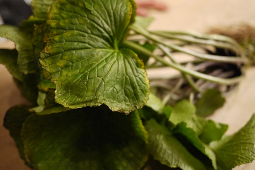 Press — The Wasabi Store