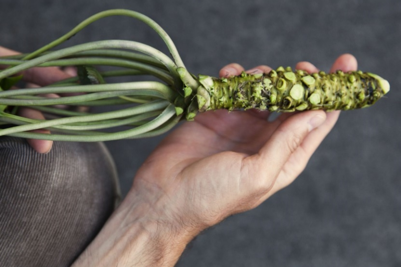 Press — The Wasabi Store