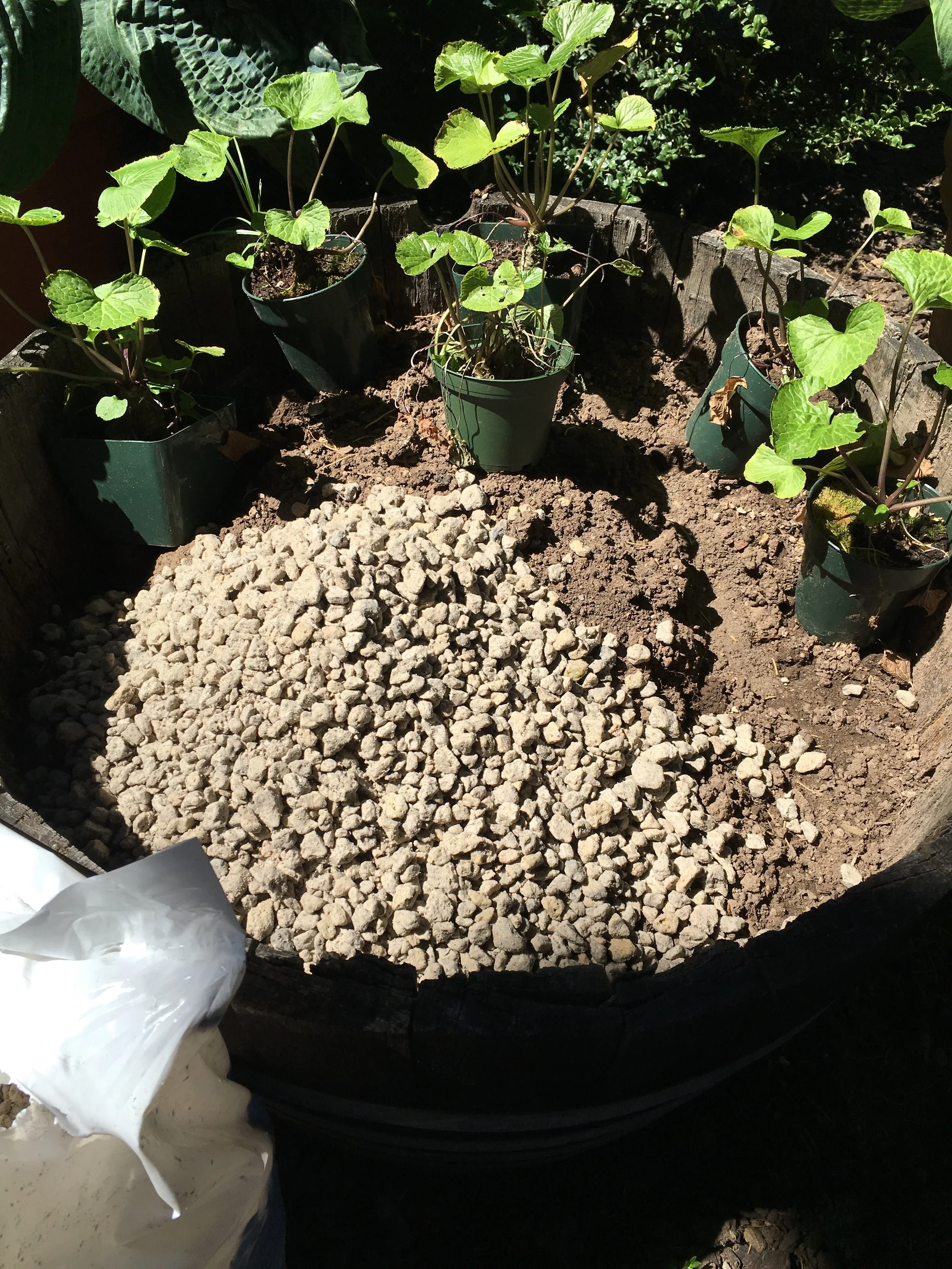 Garden Wasabi Planting: What To Do and What Not To Do — The Wasabi Store