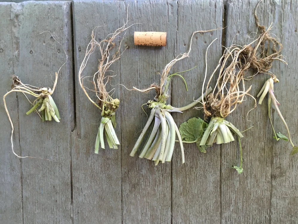 Garden Wasabi Planting: What To Do and What Not To Do — The Wasabi Store