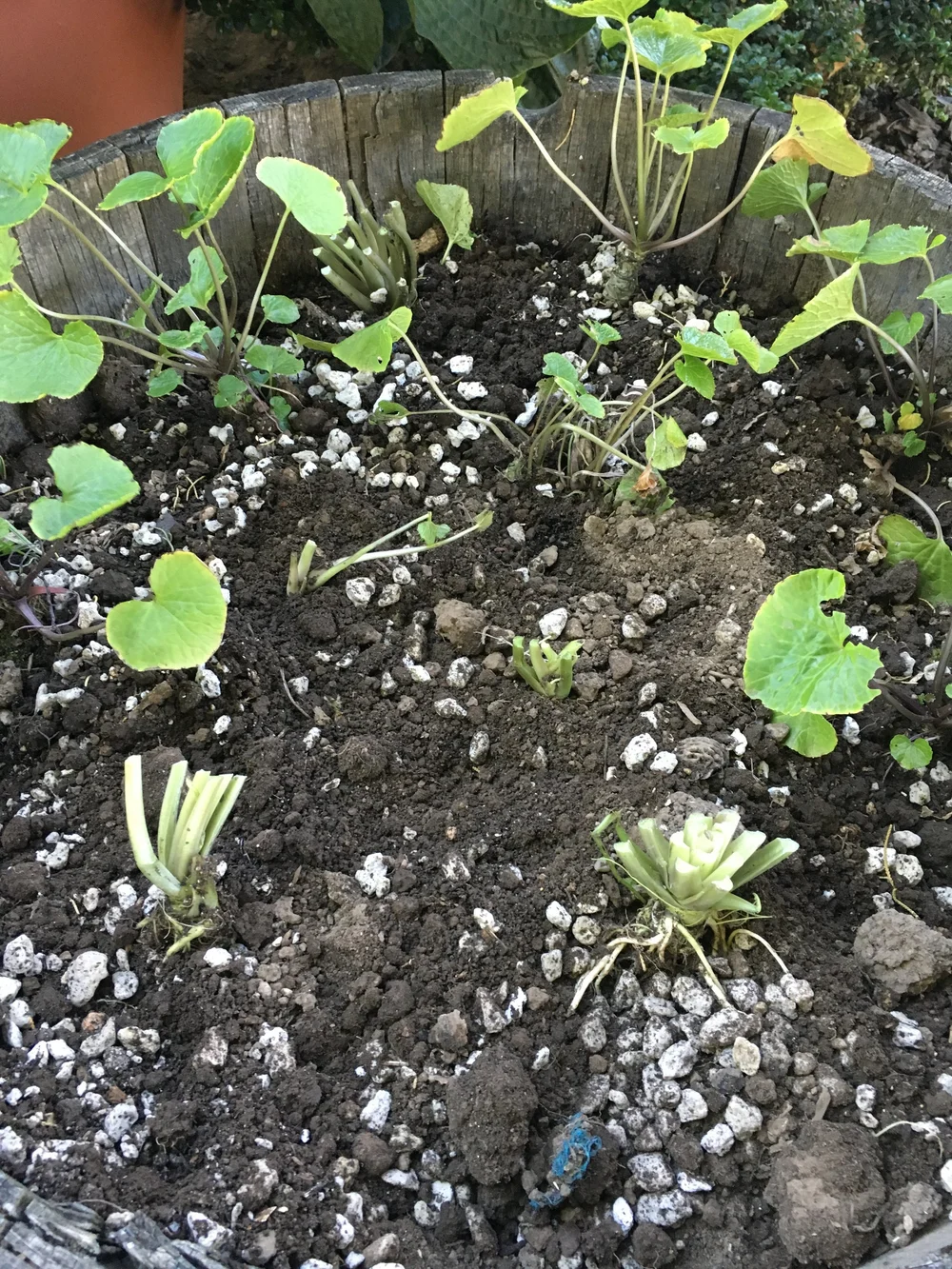 Garden Wasabi Planting: What To Do and What Not To Do — The Wasabi Store