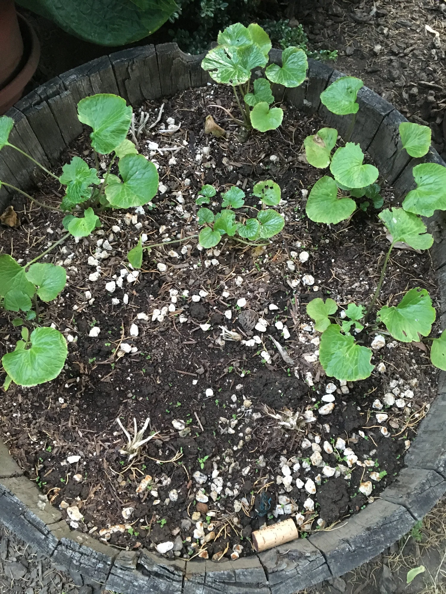 Garden Wasabi Planting: What To Do and What Not To Do — The Wasabi Store