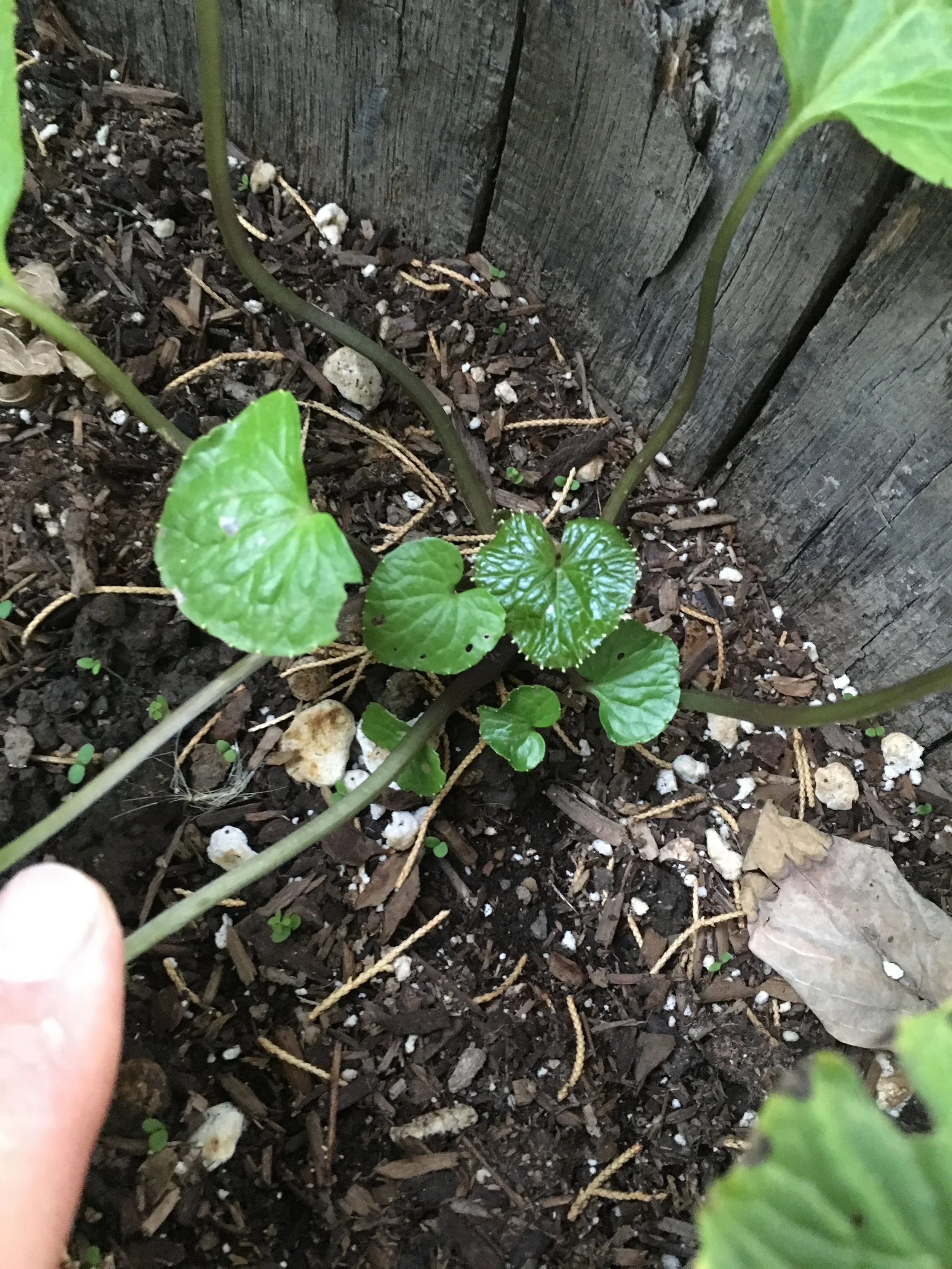 Garden Wasabi Planting: What To Do and What Not To Do — The Wasabi Store
