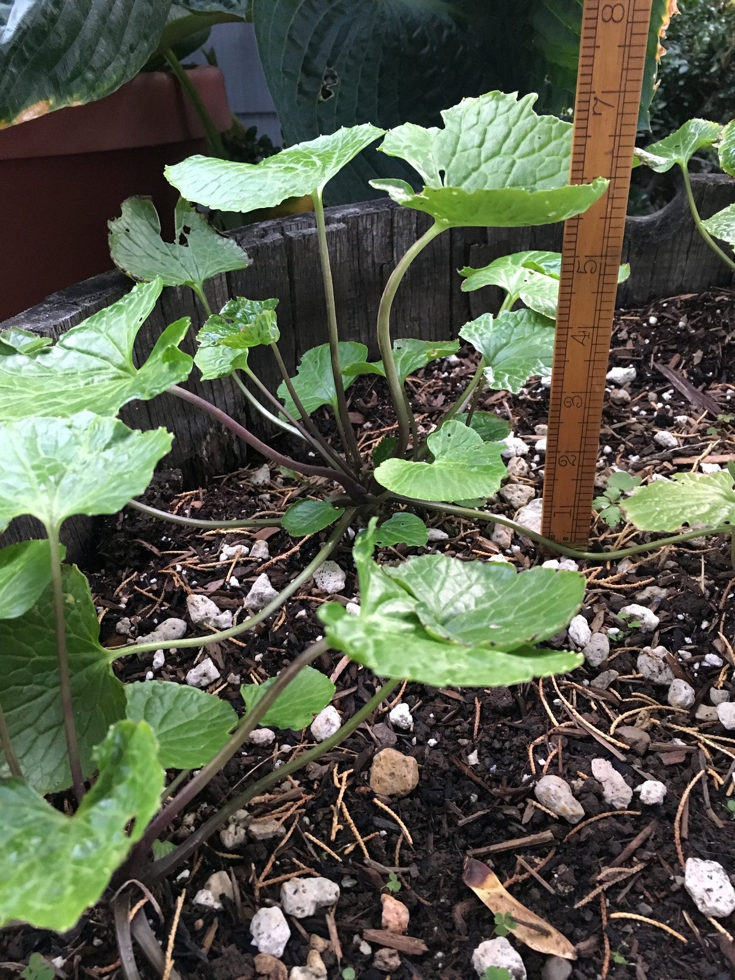 Garden Wasabi Planting: What To Do and What Not To Do — The Wasabi Store