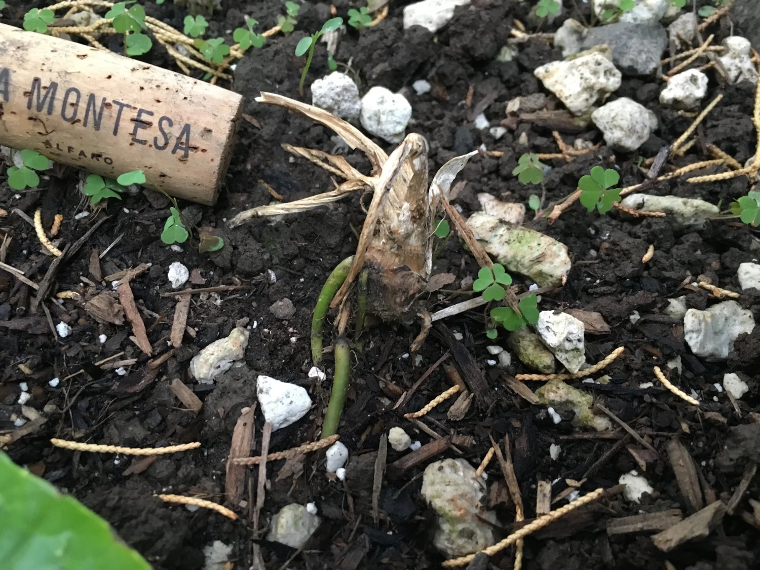 Garden Wasabi Planting: What To Do and What Not To Do — The Wasabi Store